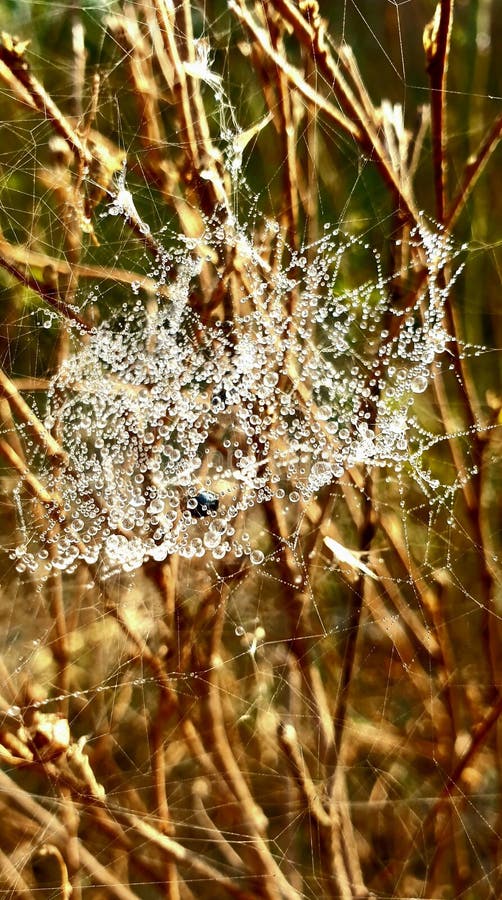 Small Water Drops on Plant Surface Stock Image - Image of drops ...