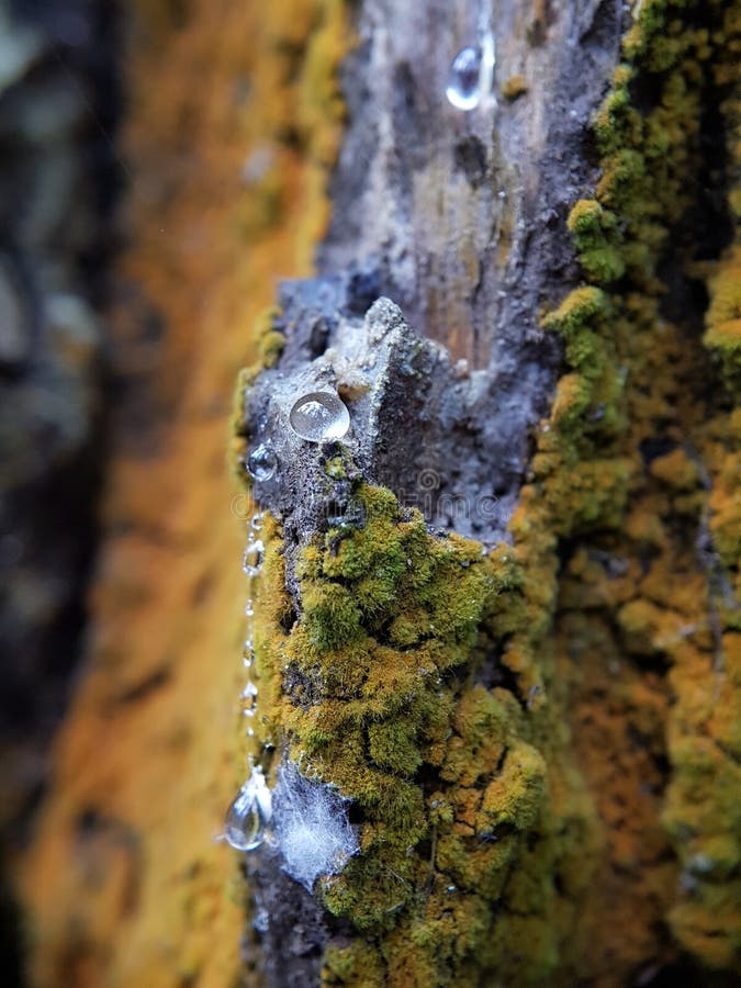 Small Water Drops on a Tree Inside Tropical Forest between Moss Stock ...