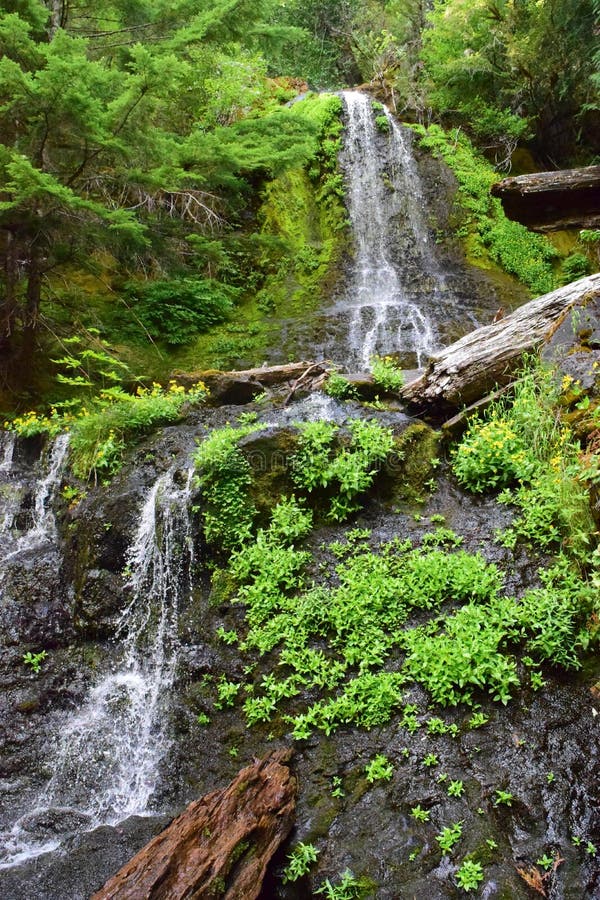 Small Water Falls Hiking in the Pacific Northwest Stock Photo - Image ...