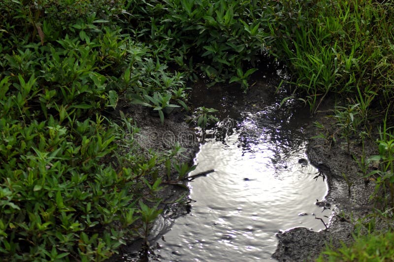 Small Water Flow with Reflection Stock Photo - Image of jungle, grass ...