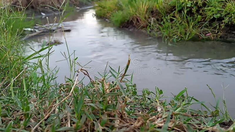 Small Irrigation with Water Flow in the Green Paddy Field Blurred ...