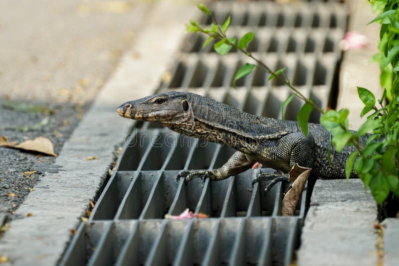 Small Water Monitor on Sewer Lines Stock Image - Image of pause, crawl ...