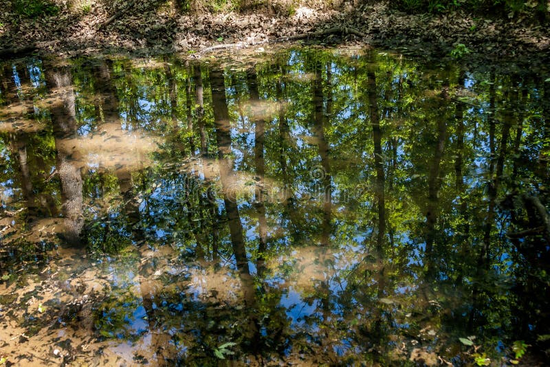 Small Puddle In Spring Forest Stock Photo - Image of water, travel ...