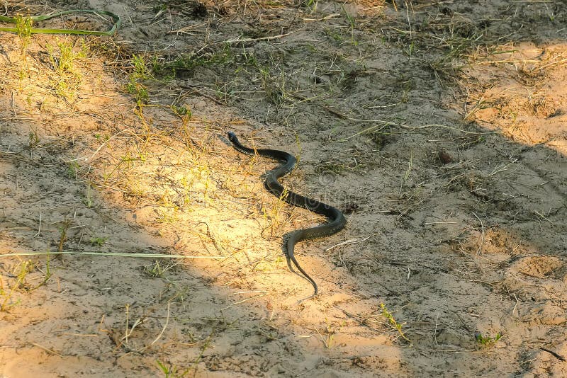 Small Water Snake at Asphalt Stock Photo - Image of catching, fear ...