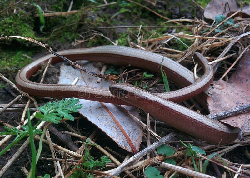 Small water snake stock image. Image of eaten, devil - 79497613