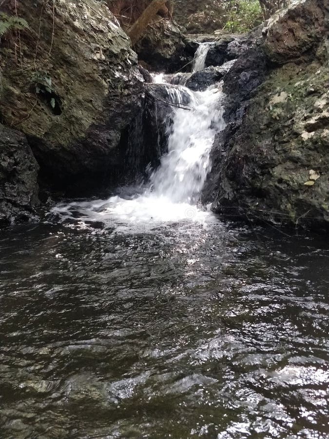 Small Water Stream Flowing through a Forest Stock Photo - Image of ...