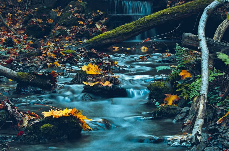 Small Water Stream in Forest with Blurred Water and Yellow Leave Stock ...