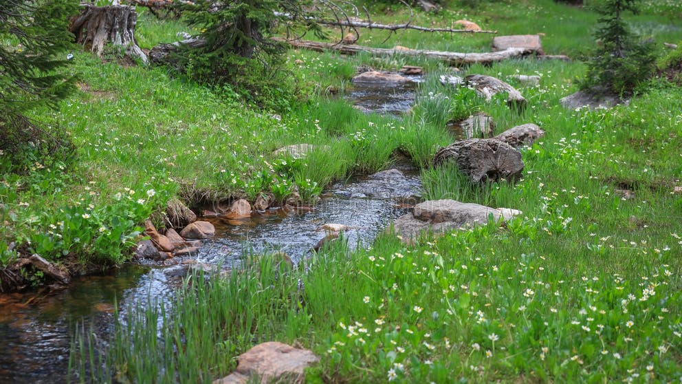 Small Water Stream Passing through a Meadow in Uinta Wasatch National ... Small Water Stream Passing through a Meadow in Uinta Wasatch National ...