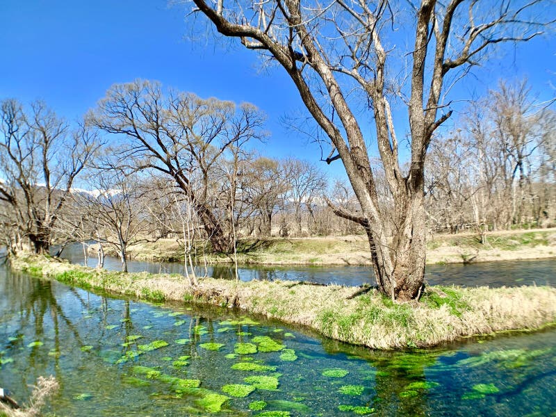 Small Water Stream Surrounded by Trees on a Sunny Day with the Blue Sky ...