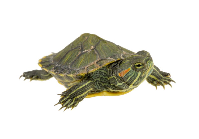 4,413 Small Turtle White Stock Photos - Free & Royalty-Free Stock ...