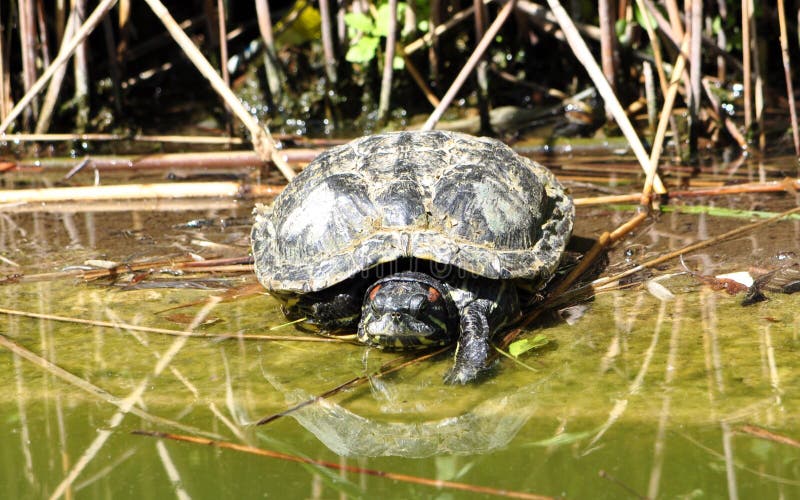 Small water turtle stock photo. Image of waves, tortoise - 37395042