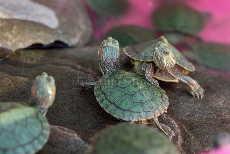 Small water turtles stock image. Image of carapace, scale - 177489375