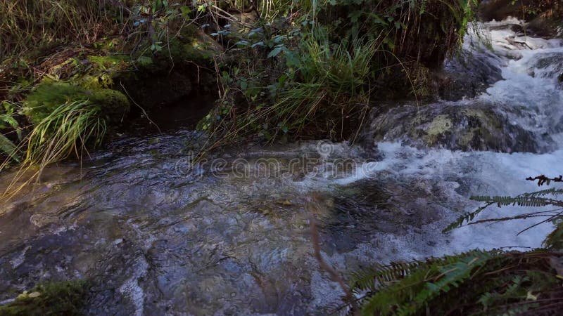 Small Waterfall with Clear Crystal Water in a Forest Stream, Slow ...