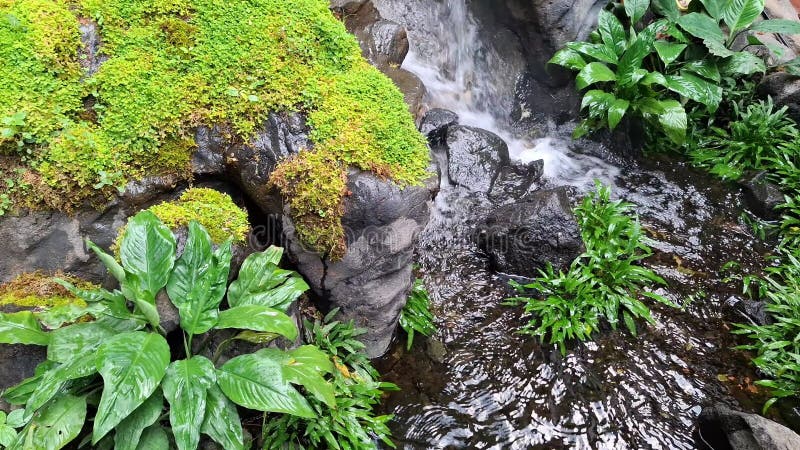 Spring Fed Water Dripping Over the Moss Covered Walls of Gorman Falls ...