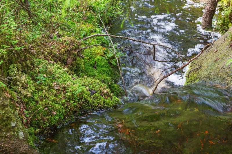 Small creek in a woods stock image. Image of flow, green - 66276853