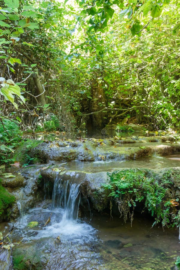 Small Waterfall in a Forest Stream Amud Stock Image - Image of green ...