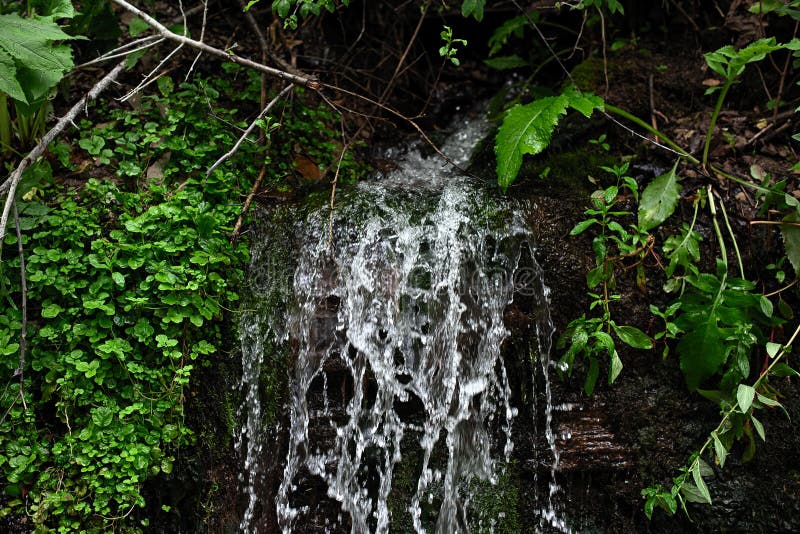 Waterfall with grass stock photo. Image of rock, refreshing - 2402256