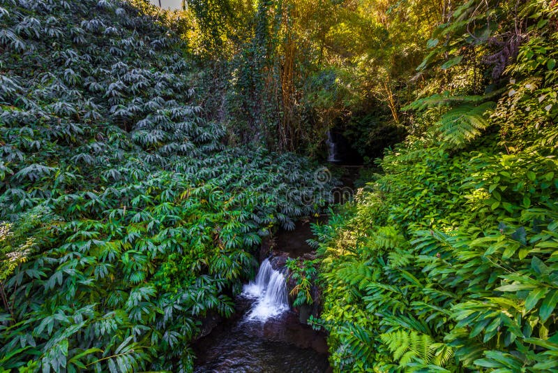 Small Waterfall with Greenery Stock Image - Image of plants, green ...
