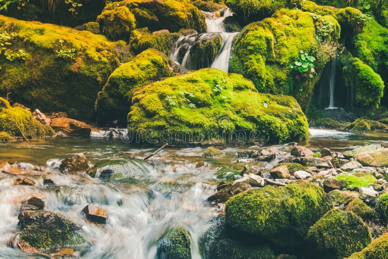 Small Waterfall in the Jungle Stock Image - Image of leaf, conservation ...