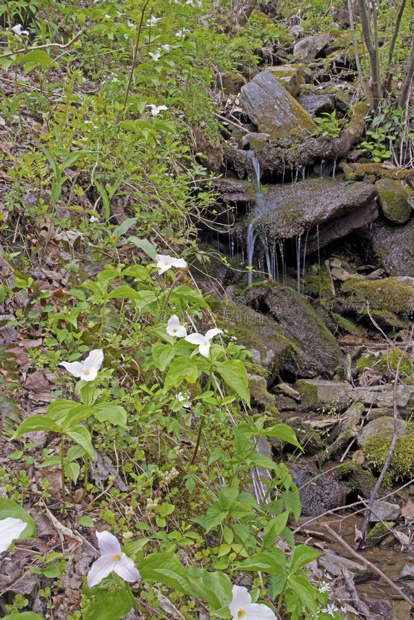 A Small Waterfall beside Large Flowered Trillium. Stock Image - Image ...