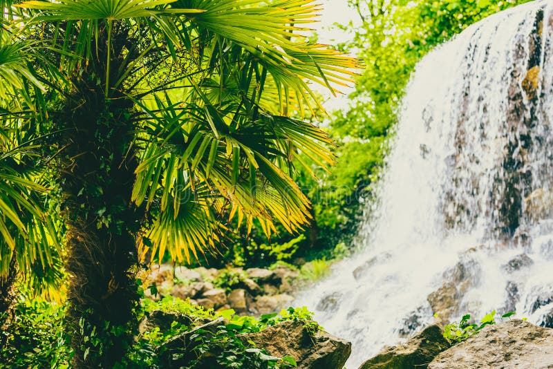 Waterfall and Palm Trees stock image. Image of lagoon - 15732779