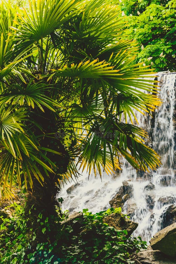 Small Waterfall with Palm Tree in Public Garden Stock Photo - Image of ...