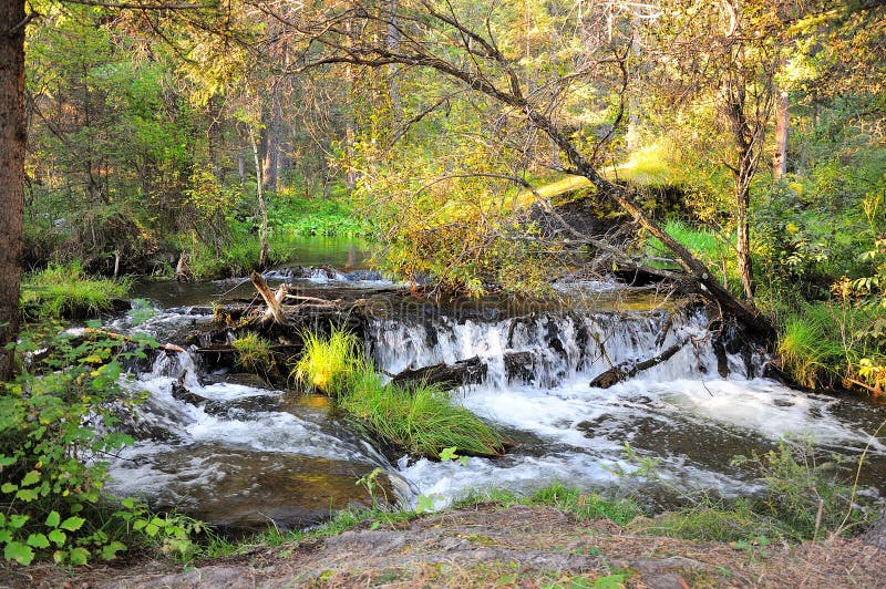 A Small Waterfall on a Shallow River Flowing through the Morning Forest ...