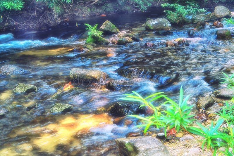 Water, Nature, Rock, Stream Stock Photo - Image of tree, nature: 95283624