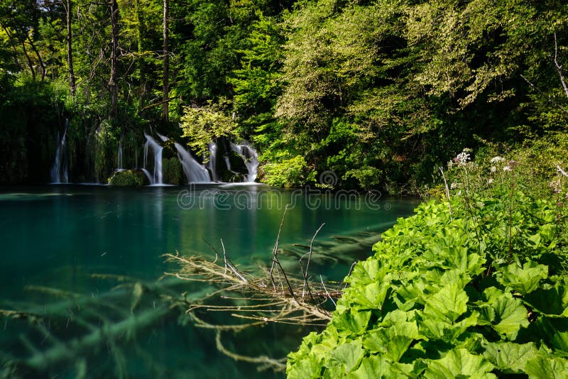 Small Waterfall and Sunken Tree on Clear Lake in Plitvice Lakes ...