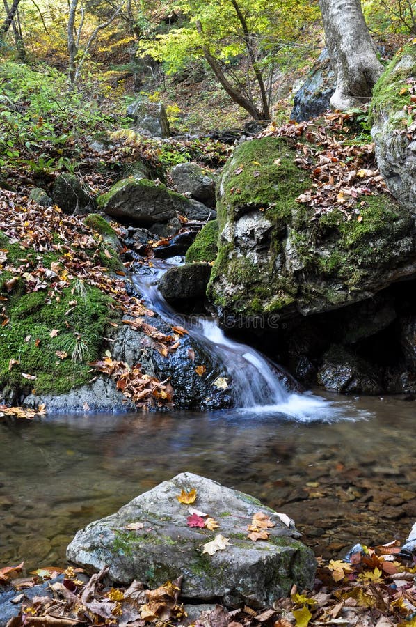 Small Waterfall and Water Creek with Fall Maple Leaves Stock Photo ...