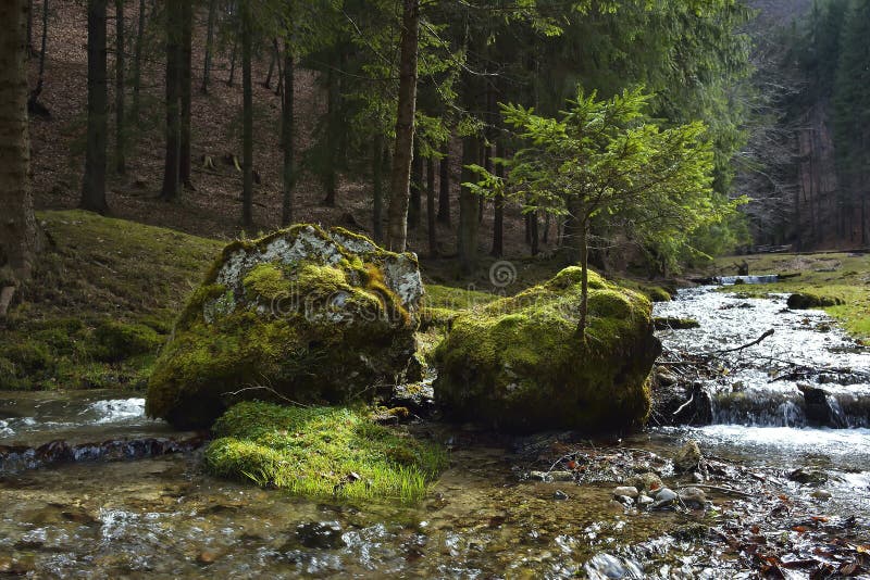 The Small Waterfalls of a Forest Stream with Rocks Covered with Moss ...