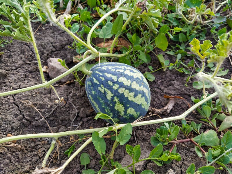Small Watermelon Growing in the Field among Plants Stock Image - Image ...