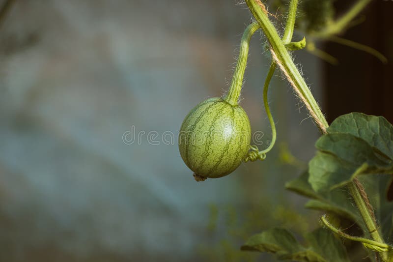 Small Watermelon Growing on Stem Stock Photo - Image of freshness ...