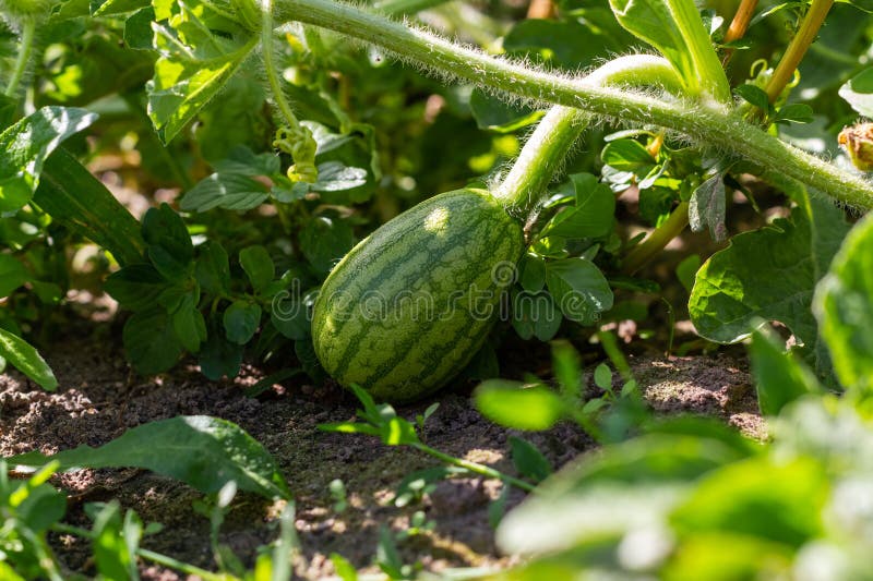 A Small Watermelon Grows in a Garden Bed in the Garden. Ecological ...