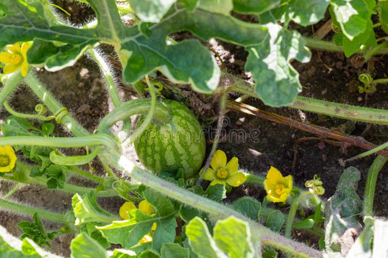 A Small Watermelon Grows in a Garden Bed in the Garden. Ecological ...