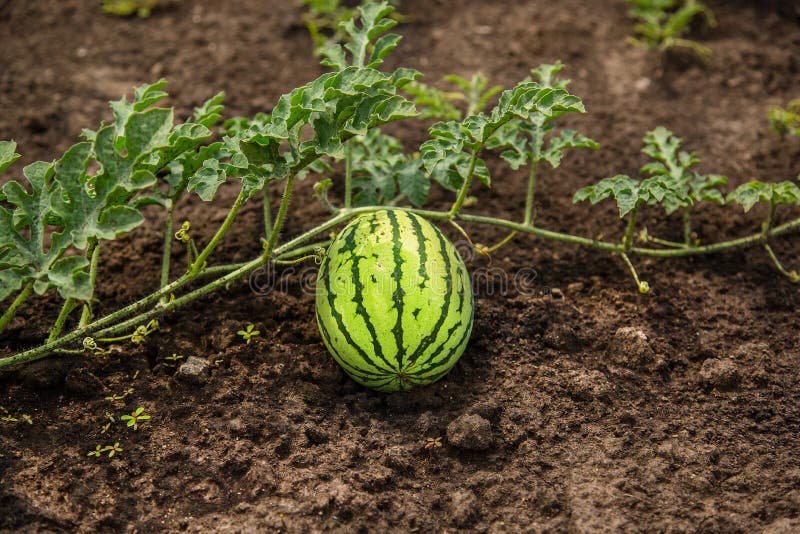 Small Watermelon Grows in the Garden Stock Photo - Image of grow, grows ...