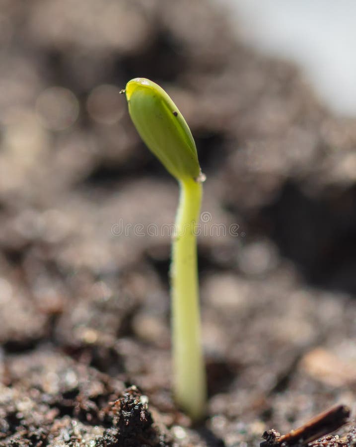 A Small Watermelon Plant Sprouts from the Ground Stock Photo - Image of ...