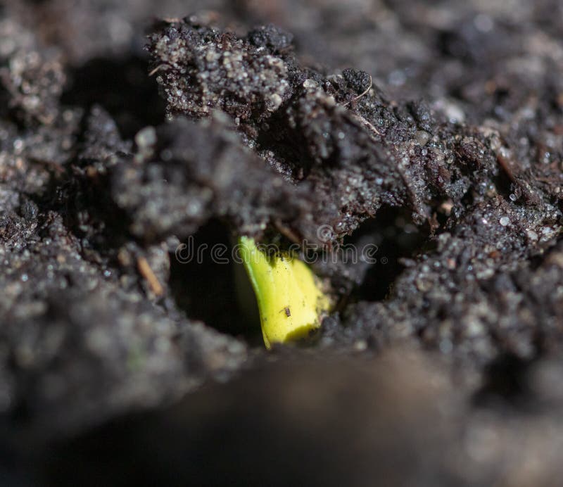 A Small Watermelon Plant Sprouts from the Ground Stock Photo - Image of ...