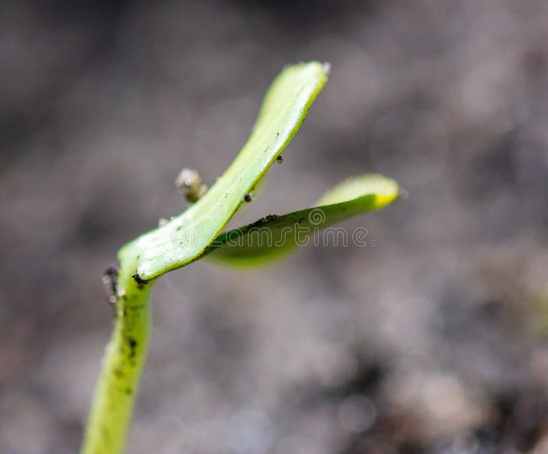 A Small Watermelon Plant Sprouts from the Ground Stock Photo - Image of ...