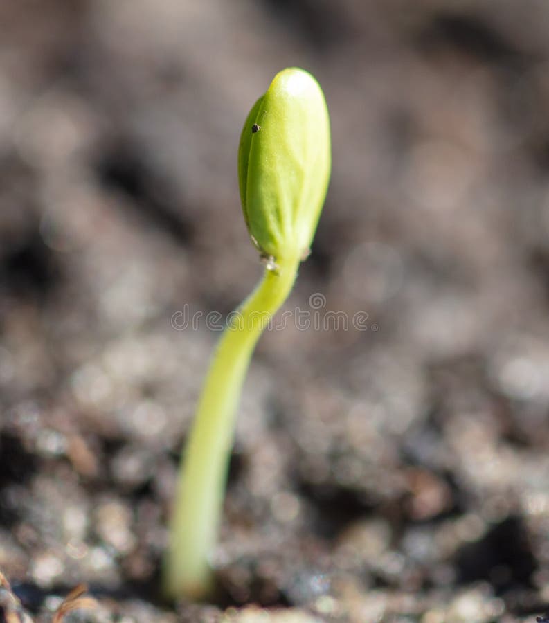 15,662 Watermelon Plant Photos - Free & Royalty-Free Stock Photos from ...