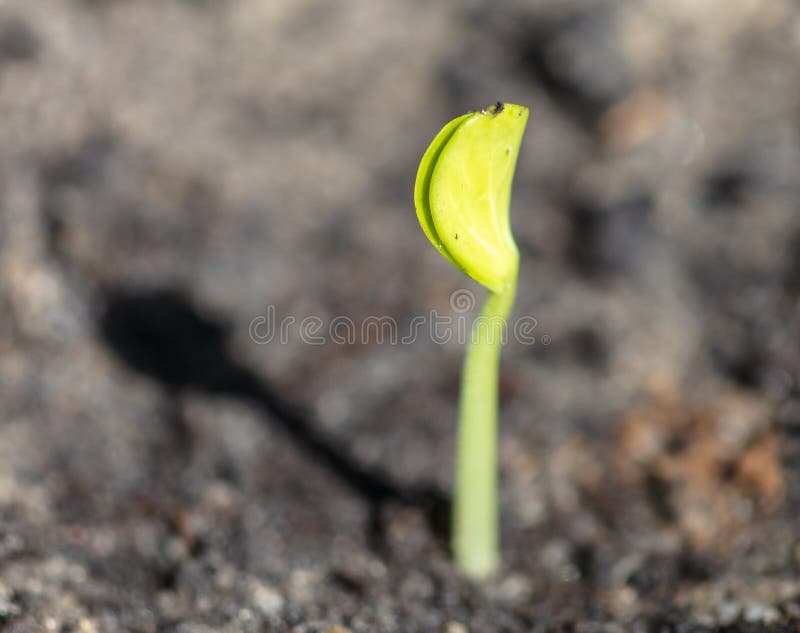 A Small Watermelon Plant Sprouts from the Ground Stock Photo - Image of ...