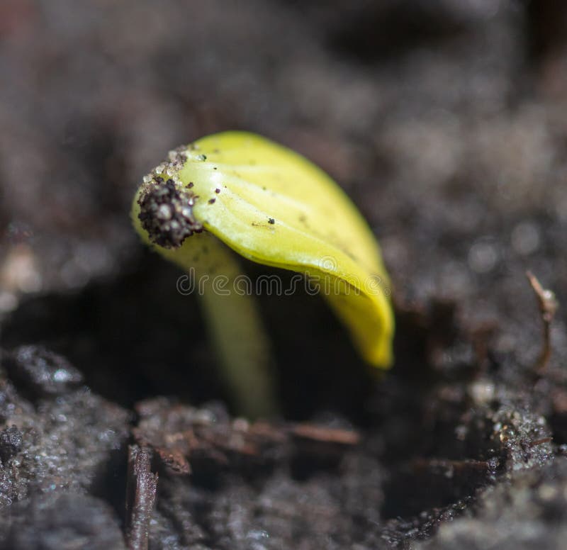 A Small Watermelon Plant Sprouts from the Ground Stock Photo - Image of ...