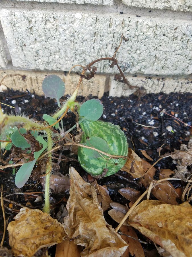 A Small Watermelon stock photo. Image of watermelon - 196923572