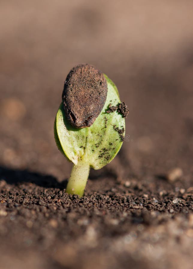Small Watermelon Sprout from the Ground Stock Image - Image of land ...