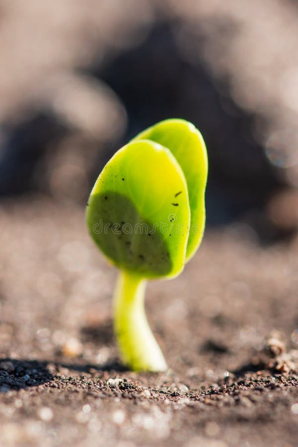 Small Watermelon Sprout from the Ground Stock Photo - Image of spring ...
