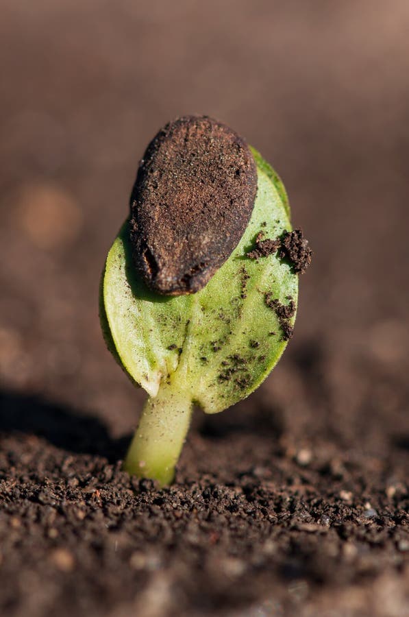 Small Watermelon Sprout from the Ground Stock Photo - Image of plant ...