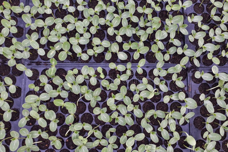 Small Watermelon Tree Growing in Garden, Farmers Use for Analysis of ...