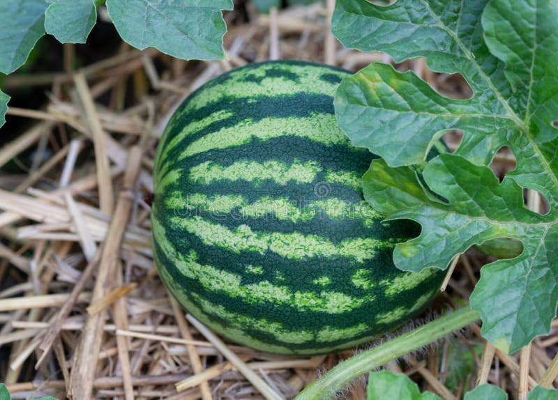 Small Watermelons in a Garden Bed in a Field Stock Photo - Image of ...