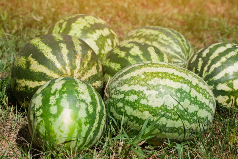 Small Watermelons in a Garden Bed in a Field Stock Image - Image of ...