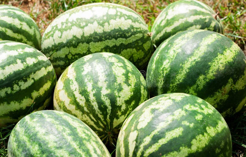 Small Watermelons in a Garden Bed in a Field Stock Photo - Image of ...